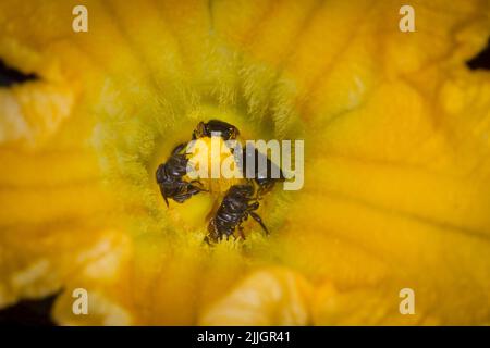 A Abelha Arapuá Trigona spinipes é uma abelha social brasileira, da ...