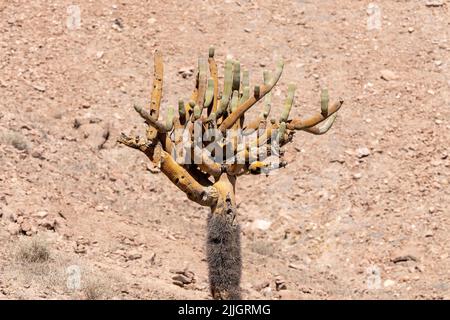 Candelabra Cactus, Bowningia candelaris, on the rocky hillsides of ...