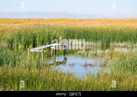 Swamp grasslands in Palm Desert California Stock Photo - Alamy