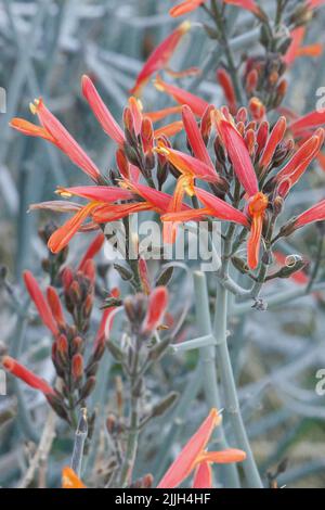 Red flowering dichasiate thyrse inflorescences of Justicia Californica ...