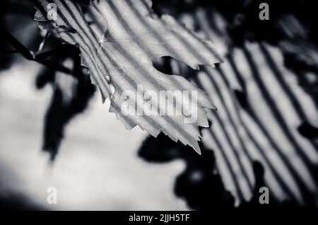 detail of grape leaves with contrasted shadow on it Stock Photo - Alamy