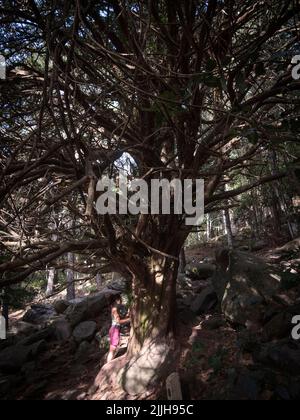 Vertical view of creepy old yew tree roots surrounding a granite stone ...