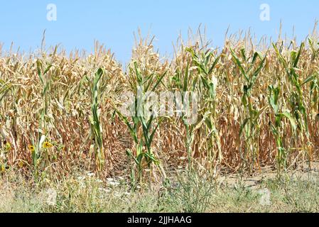Corn affected and damaged by high temperatures Stock Photo - Alamy