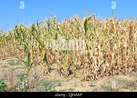 Corn affected and damaged by high temperatures Stock Photo - Alamy
