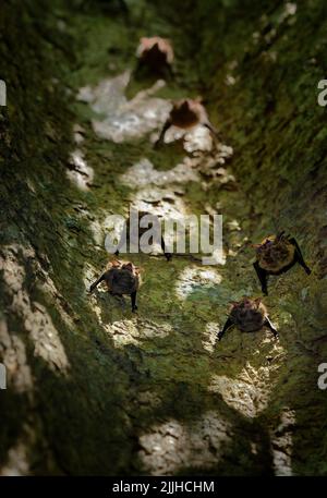 Greater Sac-winged Bat (Saccopteryx bilineata), La Selva Biological ...