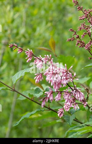 Close up of nodding lilac (syringa komarowii) flowers in bloom Stock ...