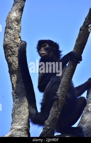 Spider monkey, a primate very common on the Amazon Forest, Brazil Stock ...