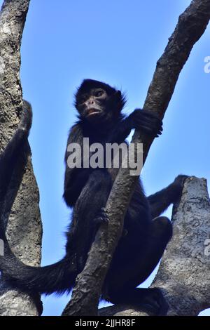 Spider monkey, a primate very common on the Amazon Forest, Brazil Stock ...