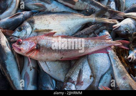 Tarakihi (Nemadactylus macropterus Stock Photo - Alamy