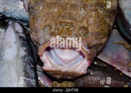 Monkfish, Giant Stargazer (Kathetostoma giganteum) of the family ...