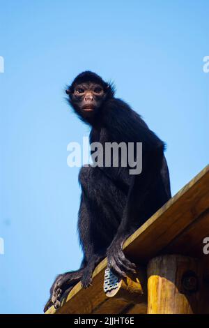 Spider monkey, a primate very common on the Amazon Forest, Brazil Stock ...