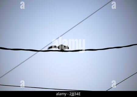 Dark silhouette of squirrel running high along electric or telephone ...