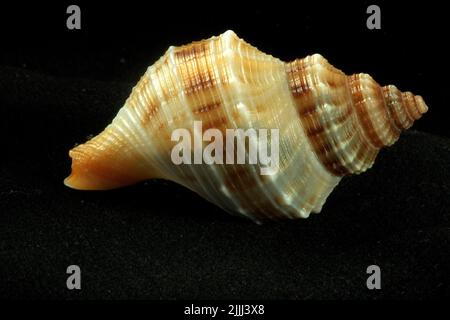 New Zealand knobbed whelk (Austrofucus glans Stock Photo - Alamy