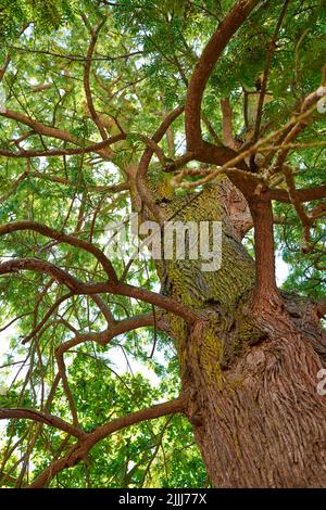 A closeup of tall tree trunks in the mountain forest of Plovdiv ...