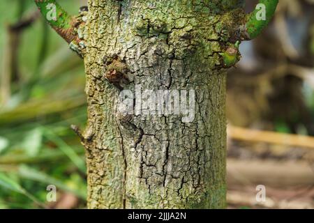 Fungus in the avocado tree,plant disease, avocado root rot Stock Photo ...