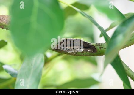 Fungus in the avocado tree,plant disease, avocado root rot Stock Photo ...