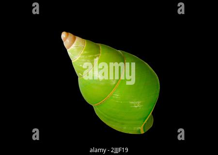 Green Snail, Manus Island, Papua New Guinea Stock Photo - Alamy