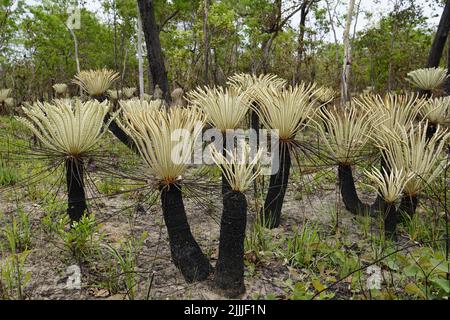 Cycad trees (Cycas calcicola) in rocky, arid area of northern Australia ...