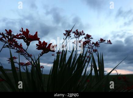 Seeg, Germany. 27th July, 2022. Grasses stand on a meadow under partly ...