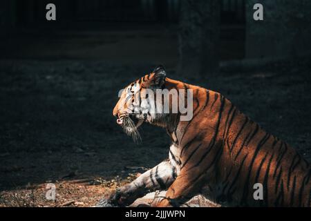A majestic Bengal tiger drying himself in the early morning sun Stock ...