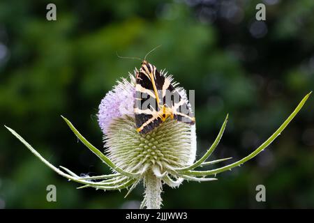 A Jersey Tiger Moth, euplagia quadripunctara, also known as the spanish ...