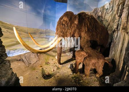 Diorama display of a stuffed model of a woolly mammoth with its baby ...