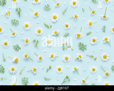 Daisy flowers seamless pattern Top view photo Many blooming chamomiles ...