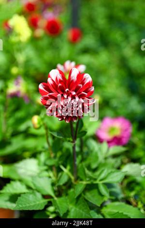 NAture flower overhead photo isolated Stock Photo - Alamy