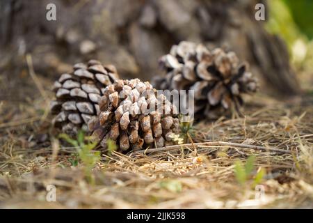 Mediterranean stone pine forest on the coast of Punta Ala, Tuscany ...