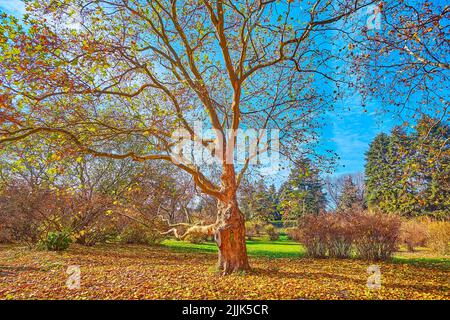 The old spread sycamore tree in autumn botanical garden with a carpet ...