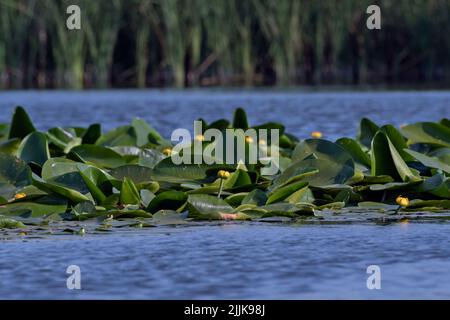 Dwarf water-lily (Nuphar lutea). Romania Stock Photo - Alamy