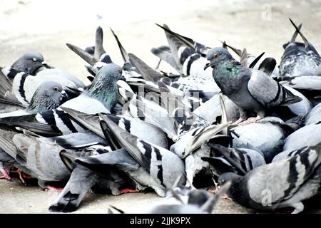A closeup of a flock of pigeons pecking on the ground with their beaks ...