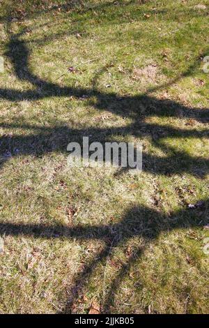 A vertical shot of fallen tree branches on the foliage in the ...