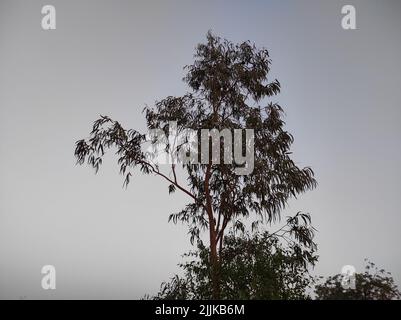 A view of a neem tree in its full bloom growing outside in a plain area ...