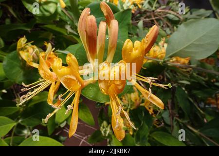 Flowers Curly honeysuckle is a climbing shrub, honeysuckle family Stock ...