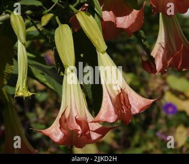 Flowers Brugmansia Fragrant - a tree and shrubs, Solanaceae genus ...