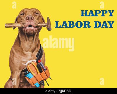 HAPPY LABOR DAY. Lovable, pretty brown puppy and hand tools. Closeup ...