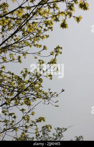 Spring tree branches sprouting with lots of new life Stock Photo - Alamy