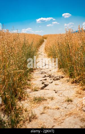 Drought, a path in a wheat field and a blue sky Stock Photo - Alamy