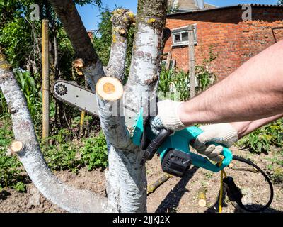 electric saw cuts fruit tree in home garden on sunny summer day Stock ...