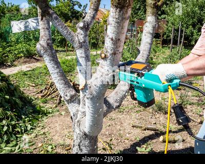 sawing fruit tree in home garden with electric saw on sunny summer day ...
