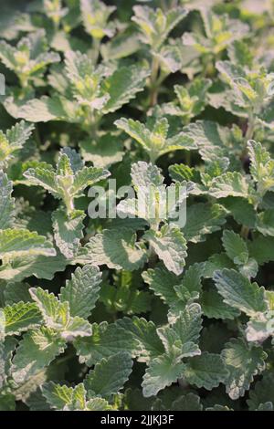 Full frame of leafy mint plants growing in the garden in black and ...