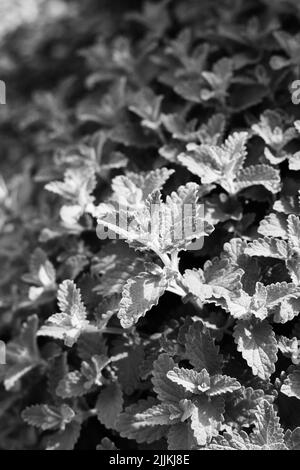 Full frame of leafy mint plants growing in the garden in black and ...