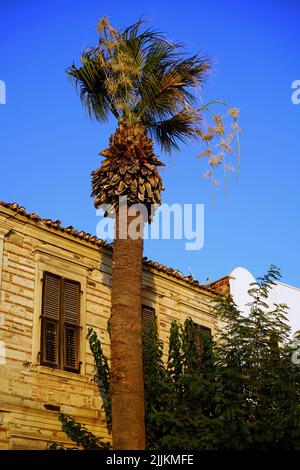 A vertical shot of a palm tree trunk in a rural area on a sunny day ...