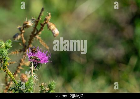A scenic view of bees perched on a purple thistle flower on a blurred ...