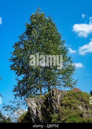 A vertical shot of a tall green tree under a clear sky Stock Photo - Alamy