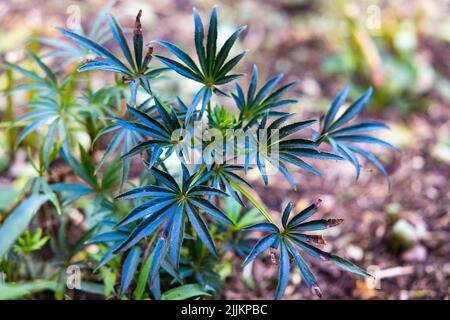 Closeup shot of green cannabis in a garden Stock Photo - Alamy