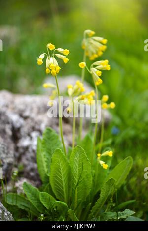 Yellow cowslip flowers in the foreground with Läckö Castle blurred in the background on the ...