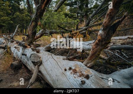 Closeup shot of a dry tree trunk - wood textures Stock Photo - Alamy
