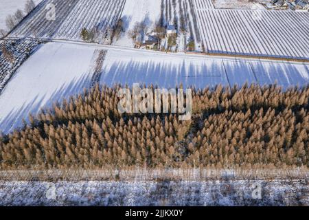 Apple orchards in Rogow village in Brzeziny County, Lodzkie Voivodeship ...